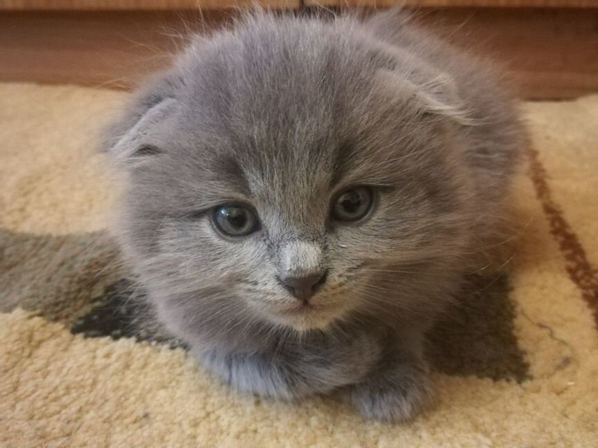Отдам в добрые руки котят