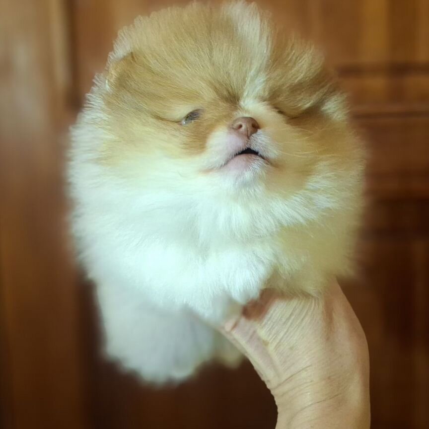 Померанский шпиц, щенок