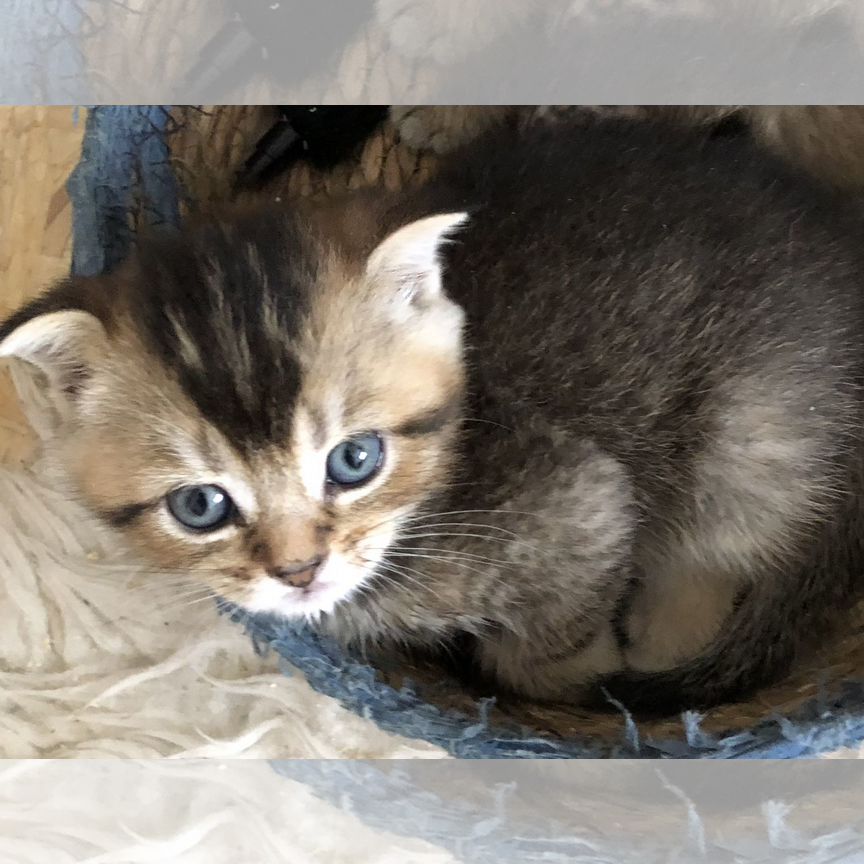 Шотландский вислоухий короткошёрстный котёнок