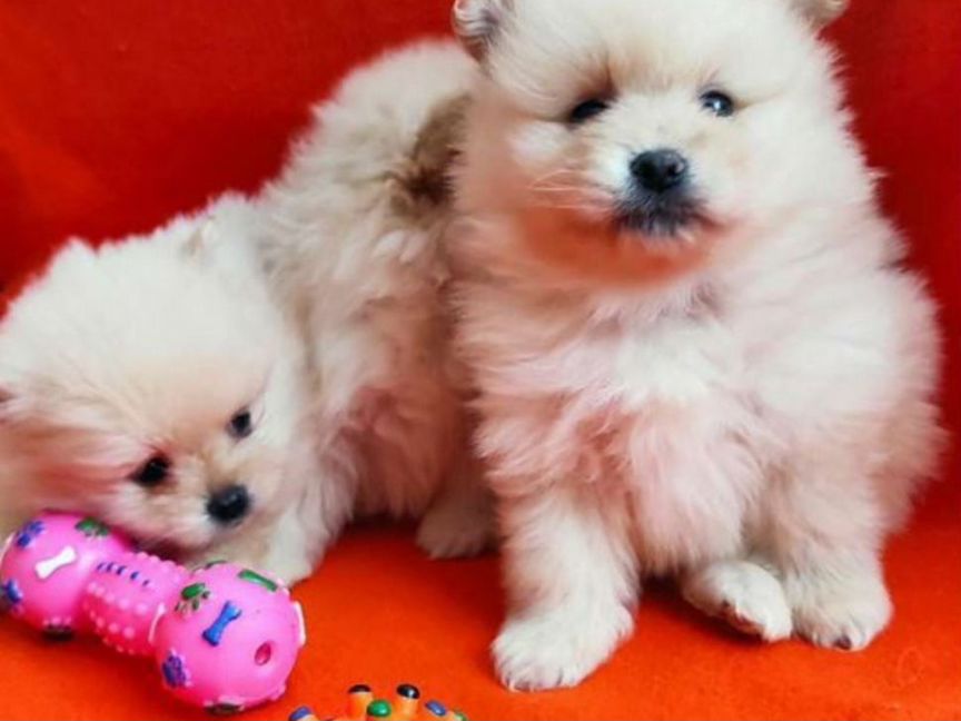 Померанские шпицы щенки