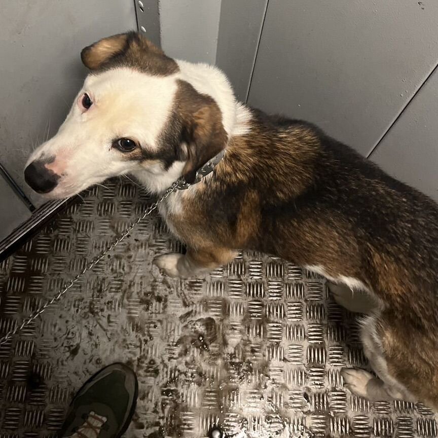 Отдам собаку в добрые руки