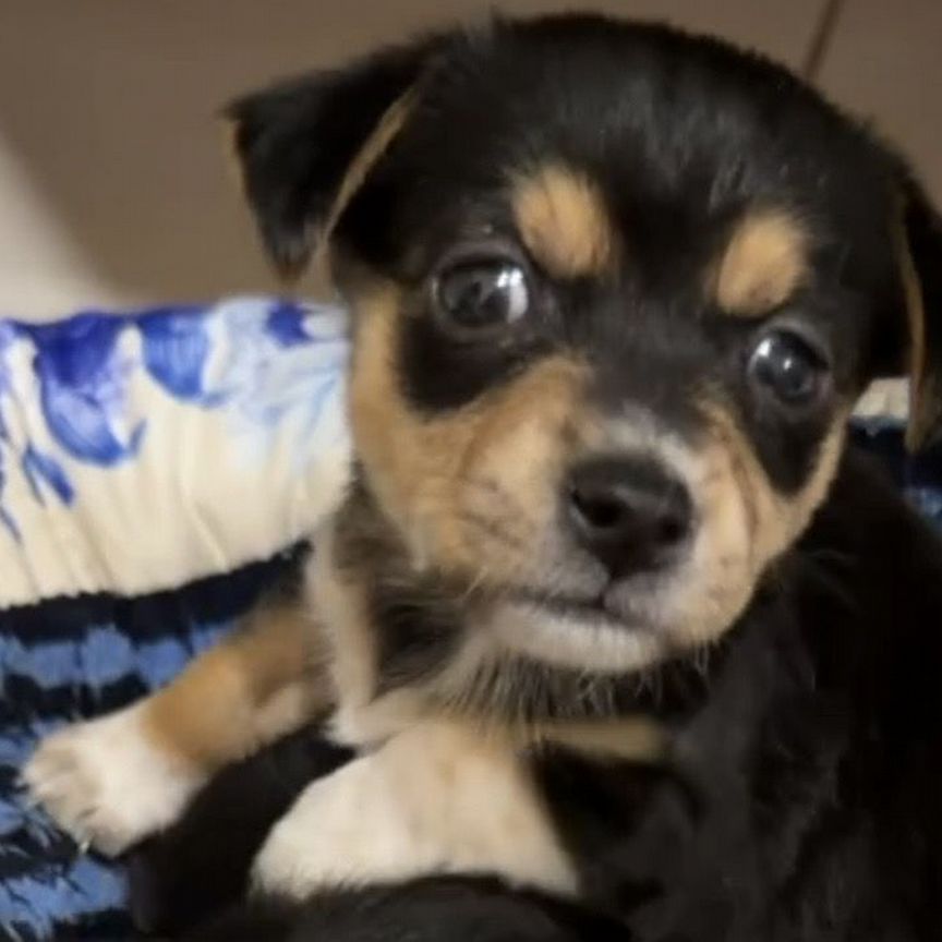 Чихуахуа, щенок