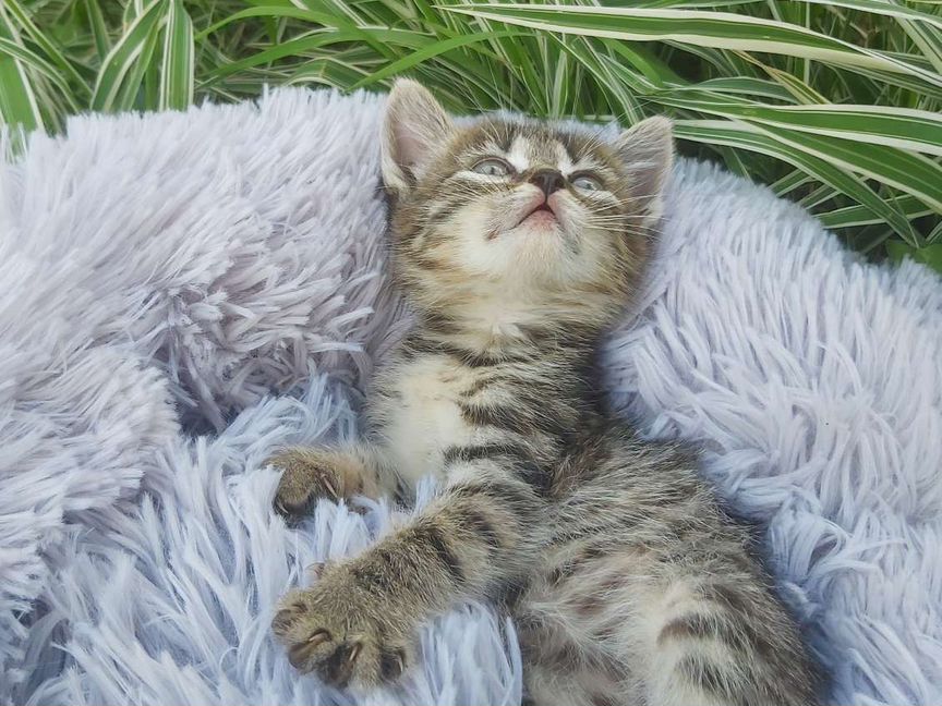 Котята воспитанные