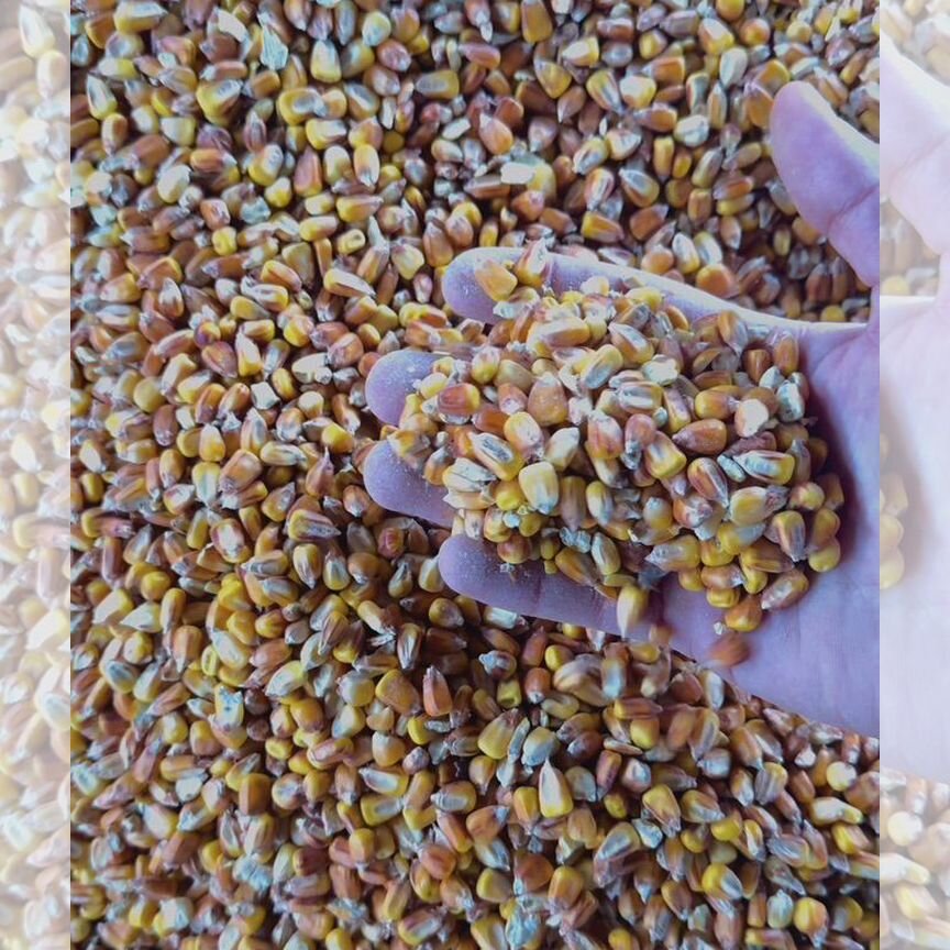 Кукуруза зерно оптом