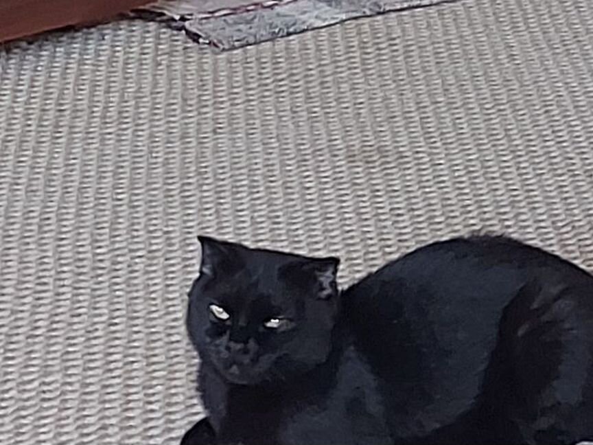 Кошка