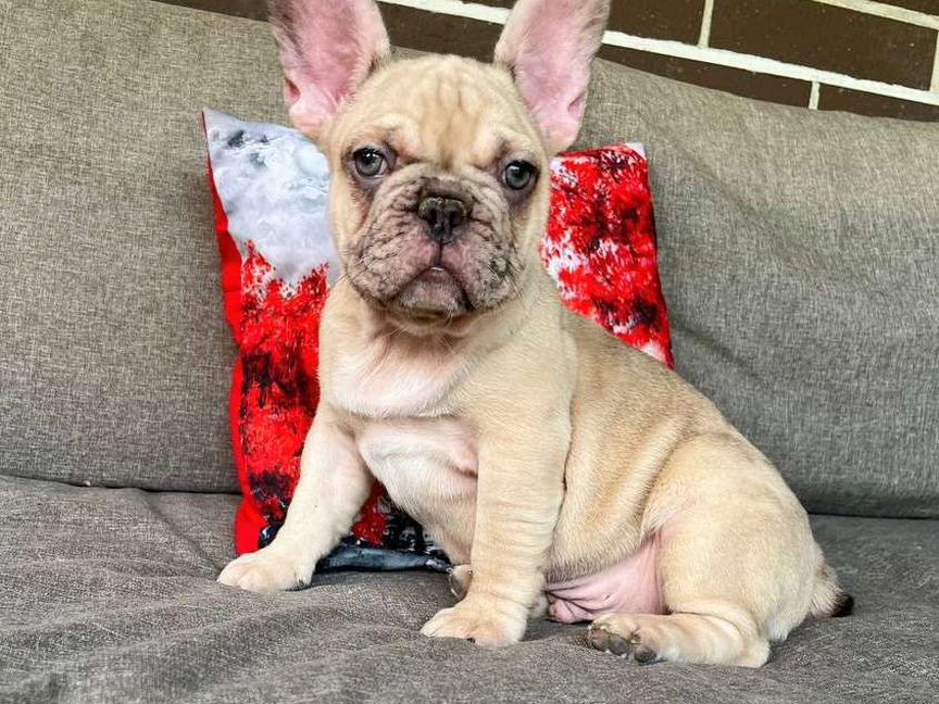 Подрощенный Красавчик Круассанчик