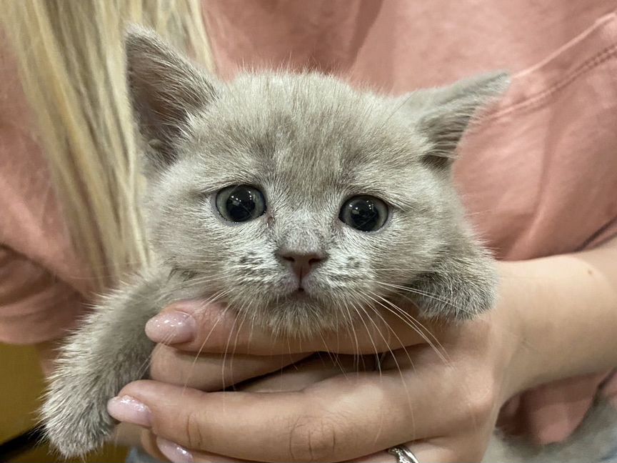Котенок тоша
