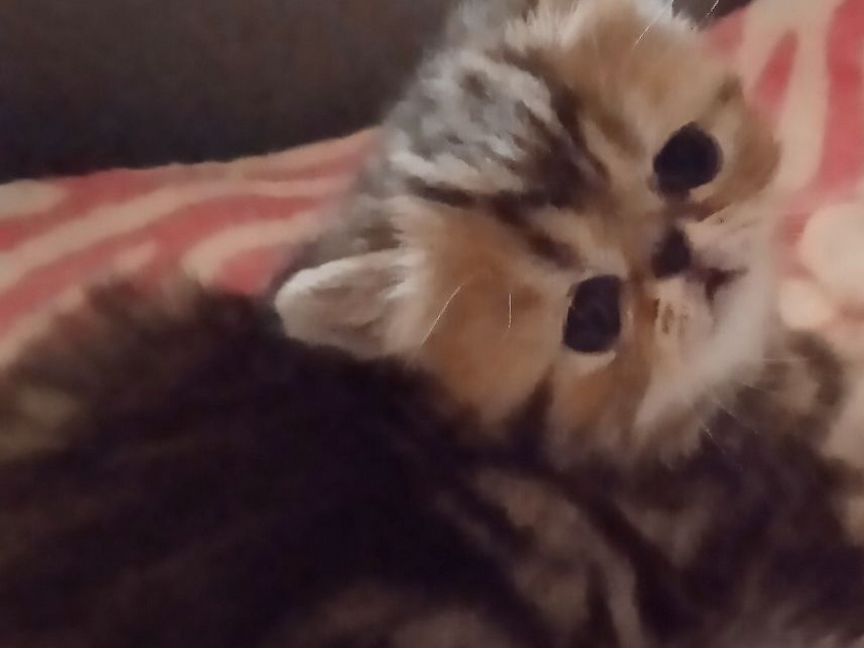 Котята экзоты редких окрасоа