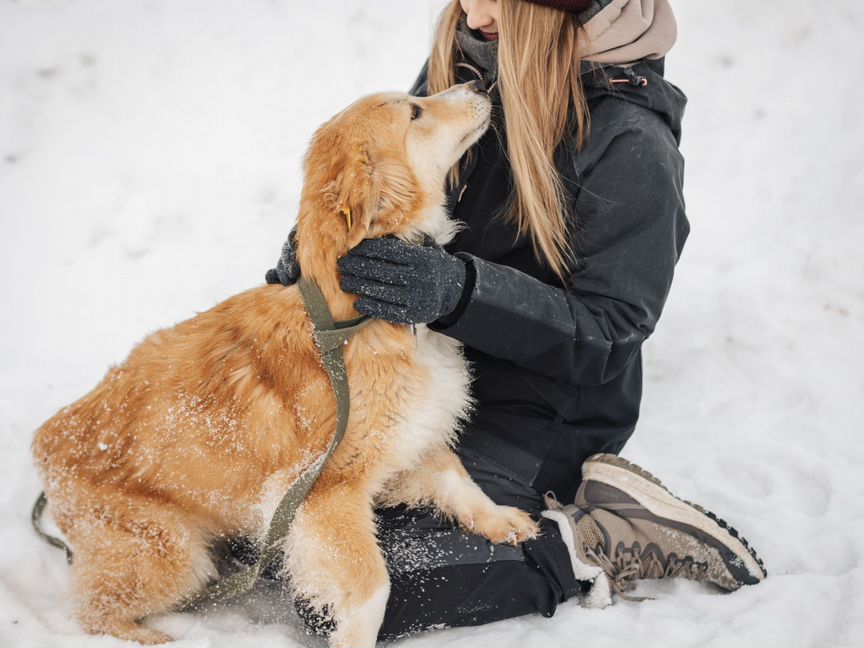 Собака бесплатно