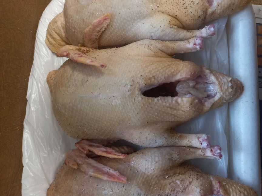 Домашняя птица