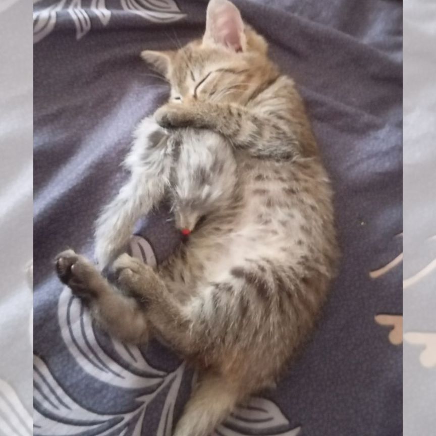 Котенок