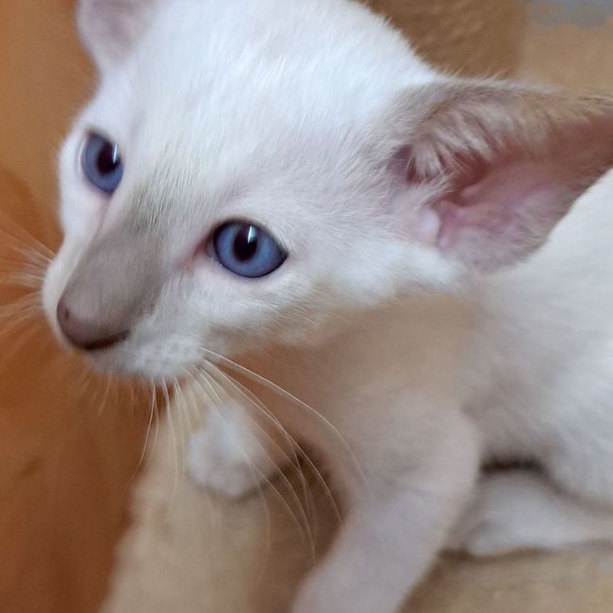 Ориентальные котята