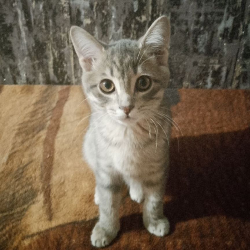 Отдам котят в добрые руки