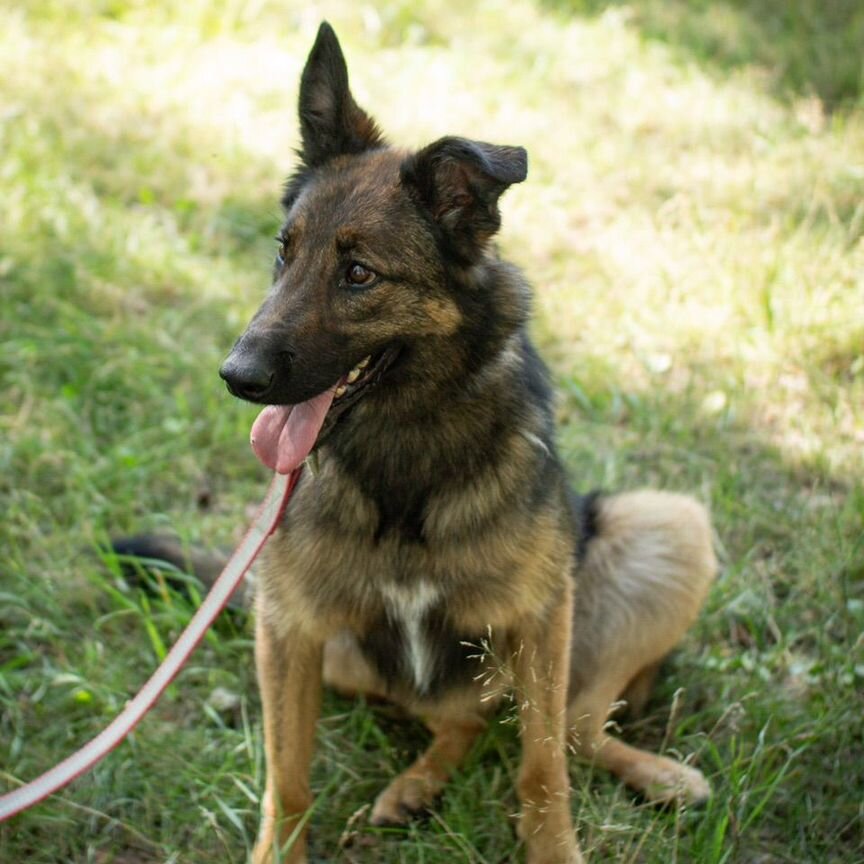 Ласковая собака Зира в добрые руки