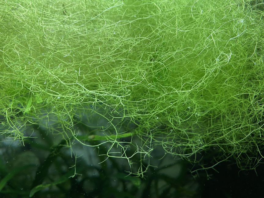 Водоросли для аквариума