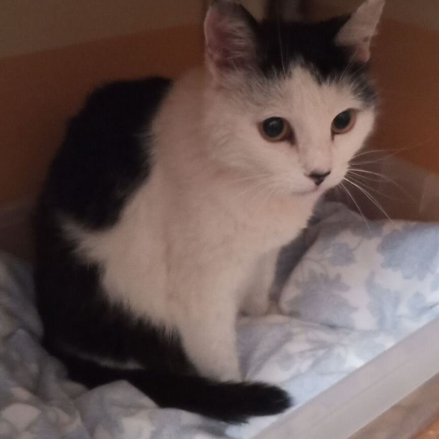Котики бесплатно в добрые руки