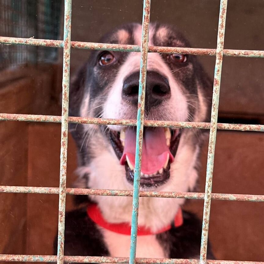 Замечательная девочка из приюта