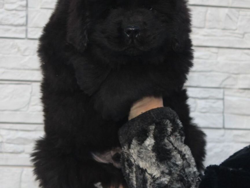 Ньюфаундленд