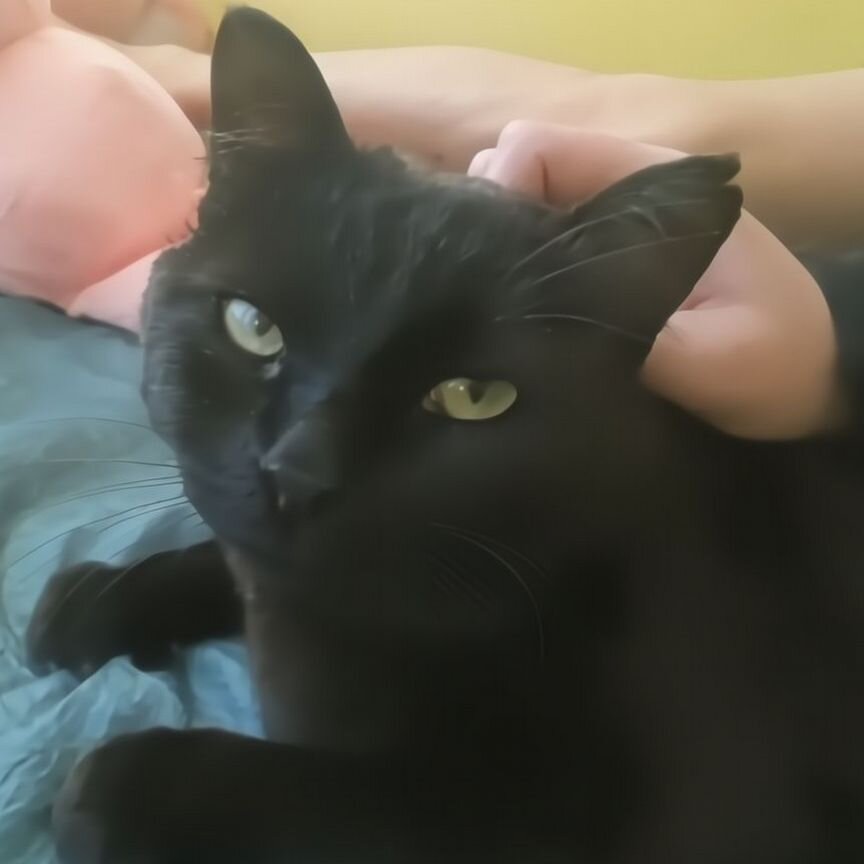 Взрослая, кошка в добрые руки