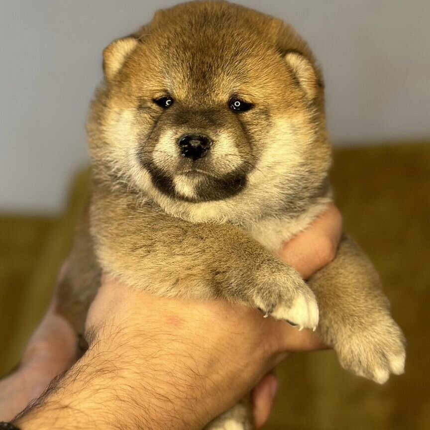 Сиба ину мальчик чистокровный