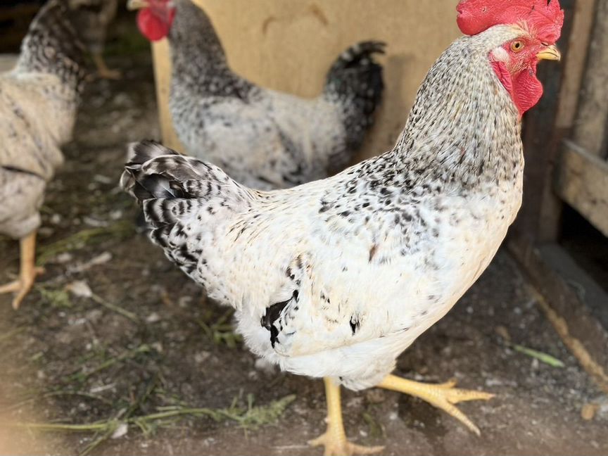 Продам петухов