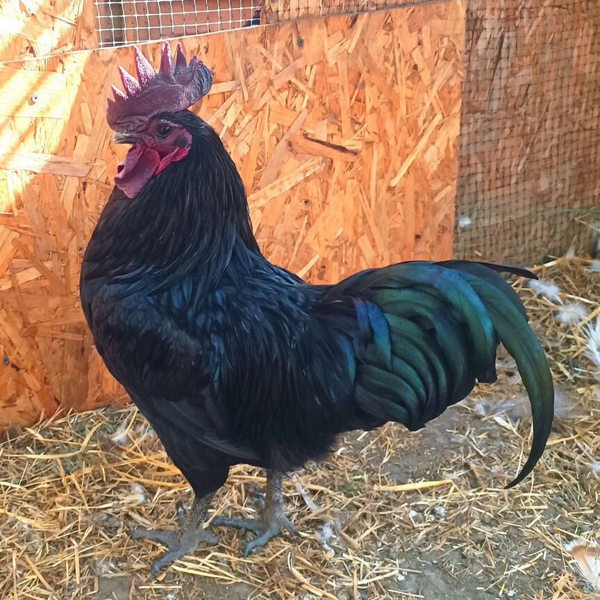 Курицы Ухейилюй