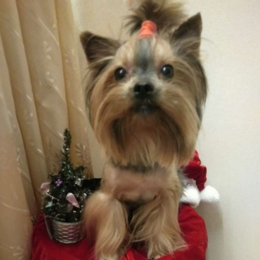 Йоркширский терьер мини вязка кабель