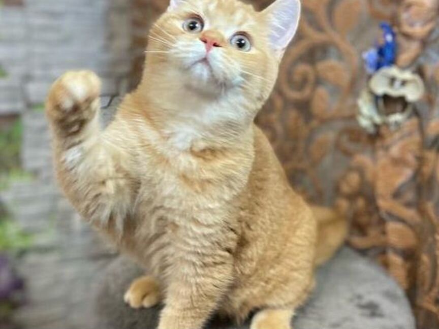 Британский котенок