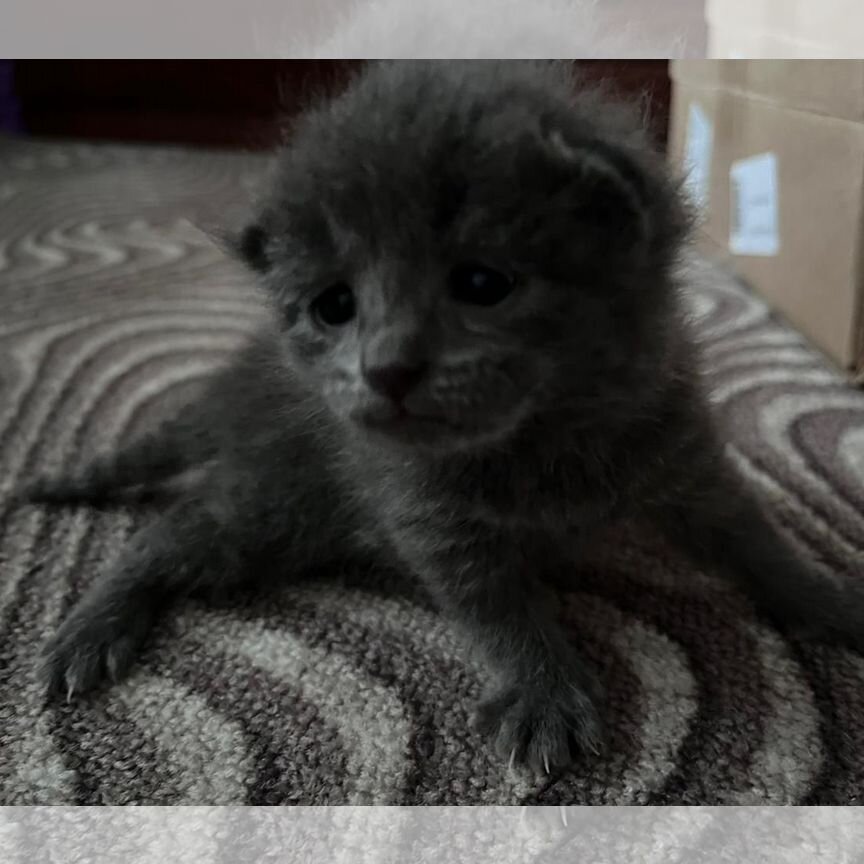 Милые котята