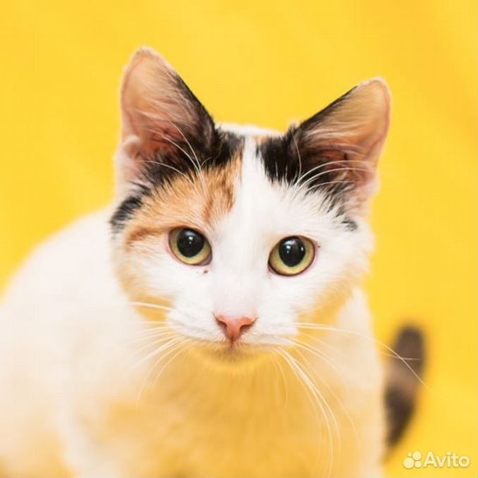 Ласковая Афина ищет свой дом