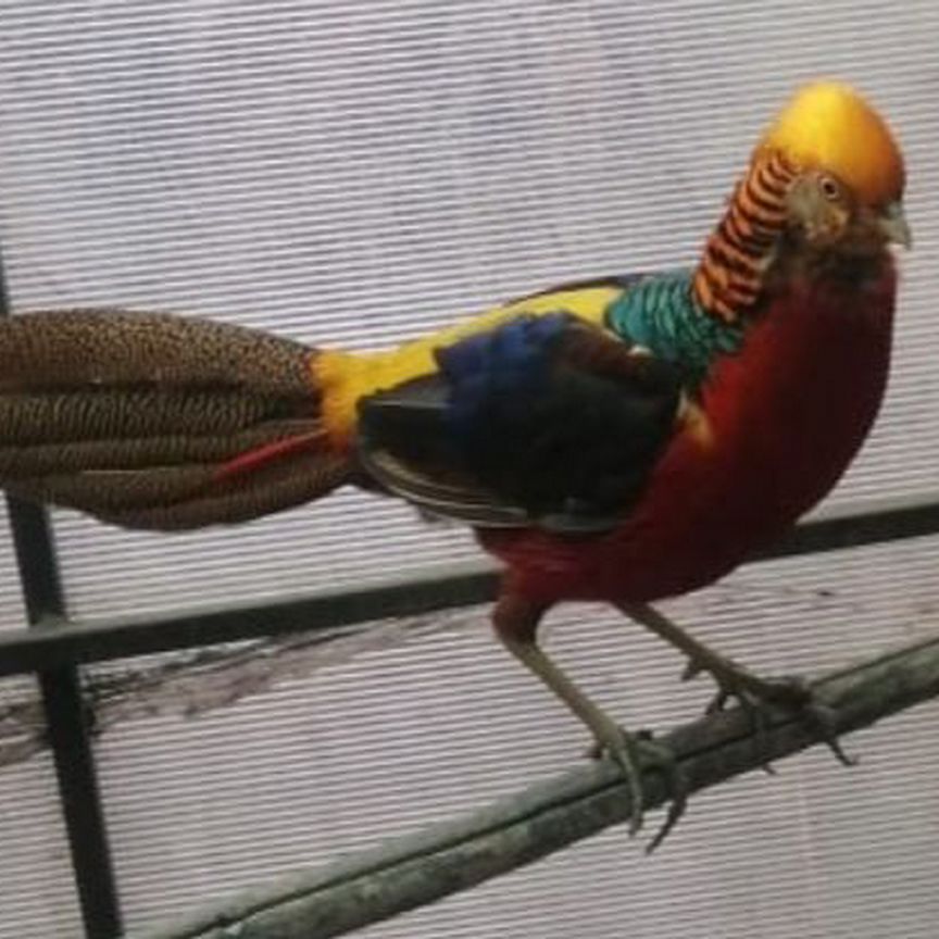 Золотой фазан