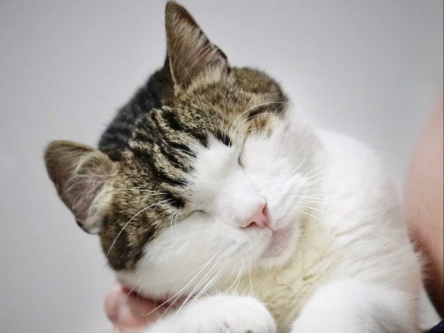 Котики из приюта мечтают о доме