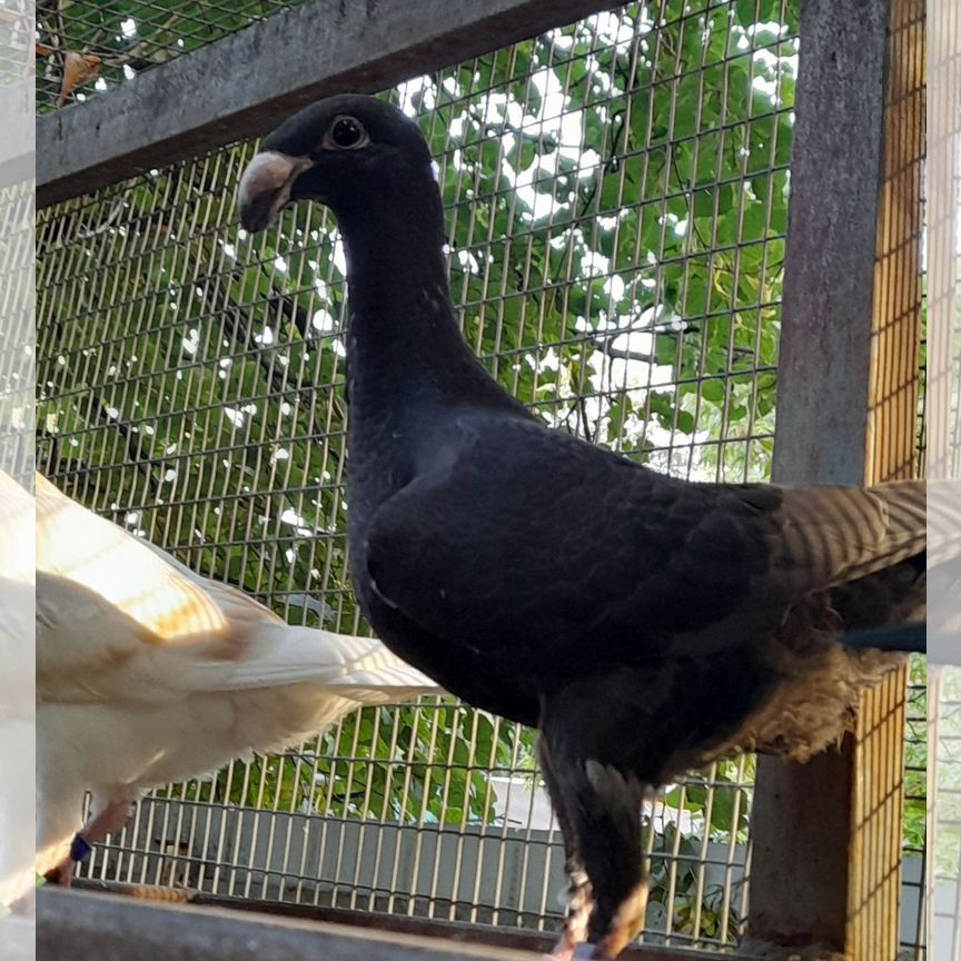 Продажа голубей немецкие выставочные голуби