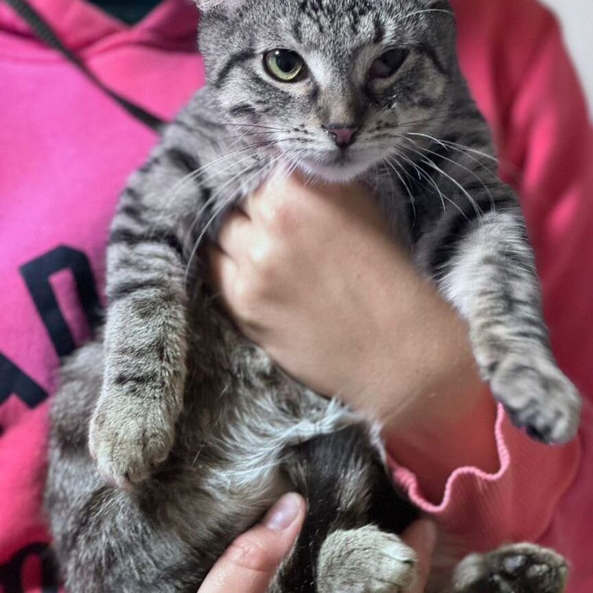 Котик в добрые руки