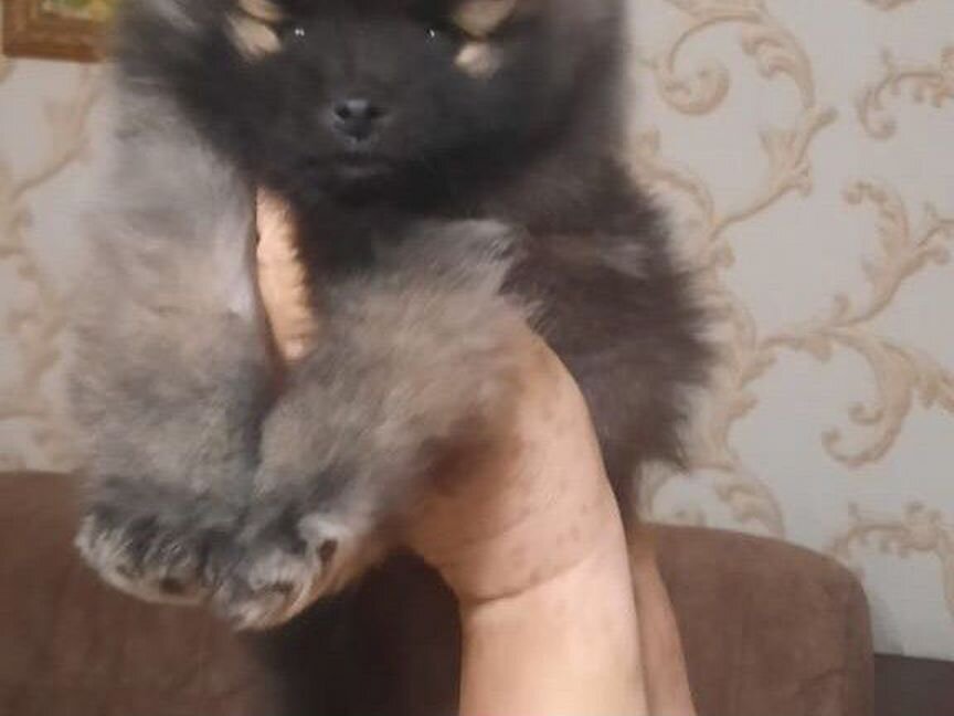 Щенки немецкого шпица