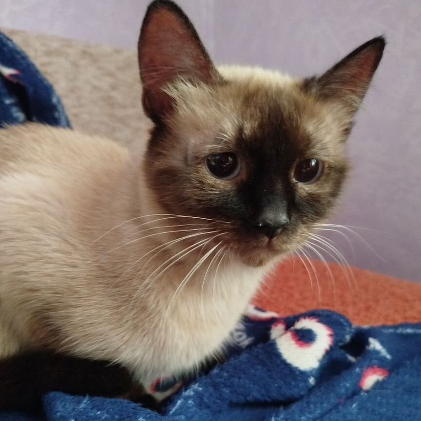 Сиамская кошка, взрослая