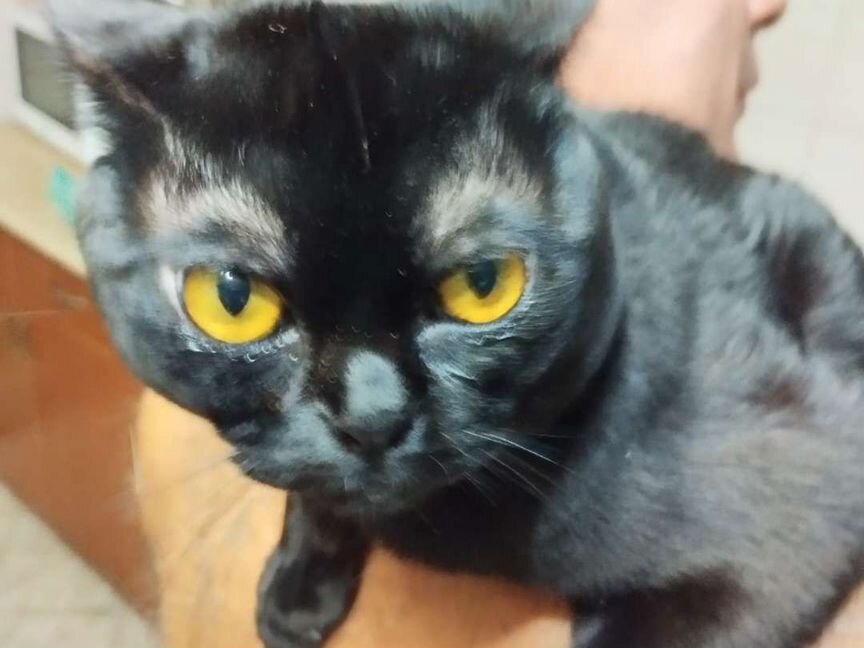Бомбейские котята