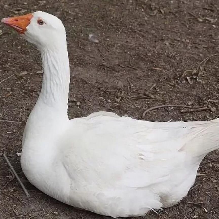 Продать гусиный пух