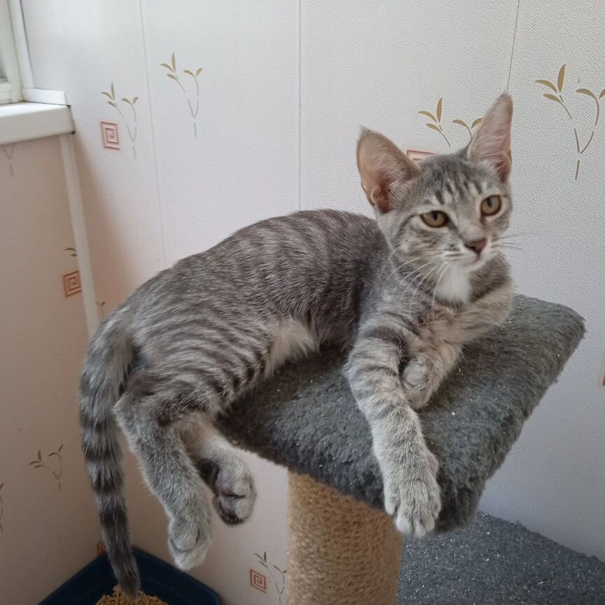 Кошка ищет себе любящие руки