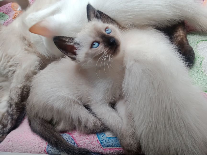 Сиамские котята