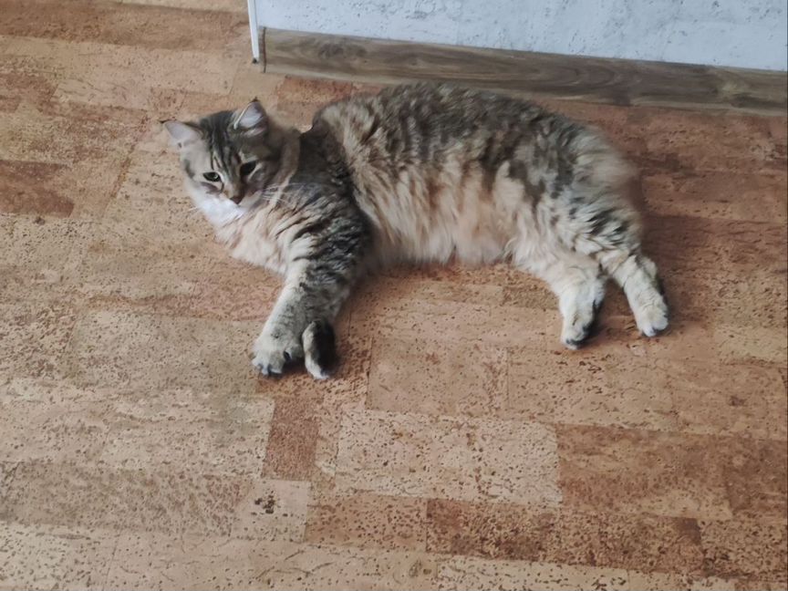 Кошка пиксибоб