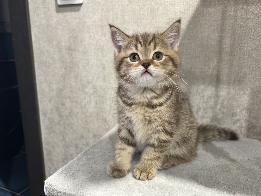 Шотландские прямоухие котята