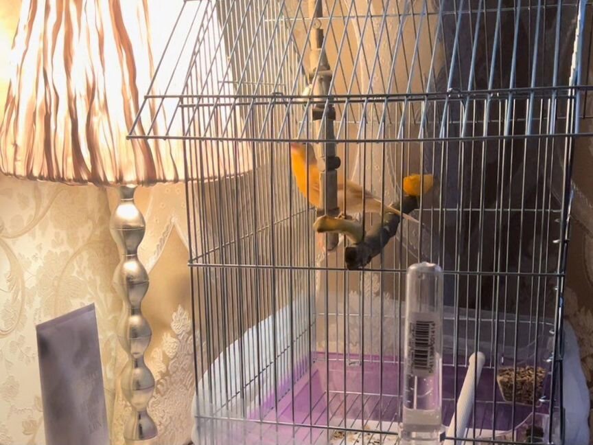 Кенар поющий с клеткой