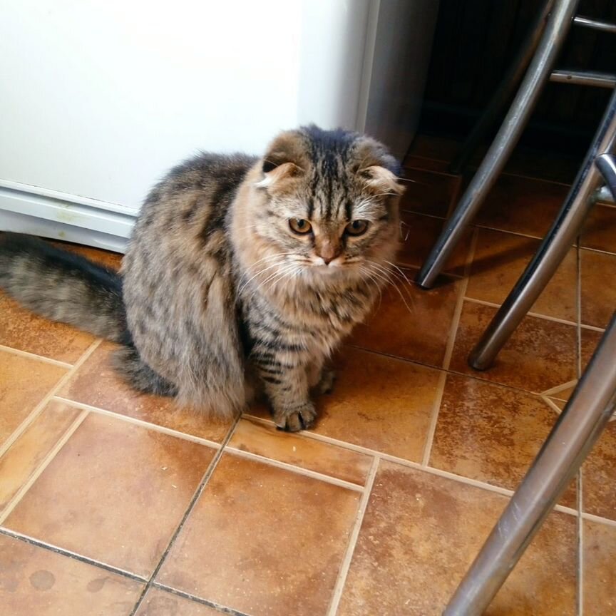 Кошки вислоухие бесплатно
