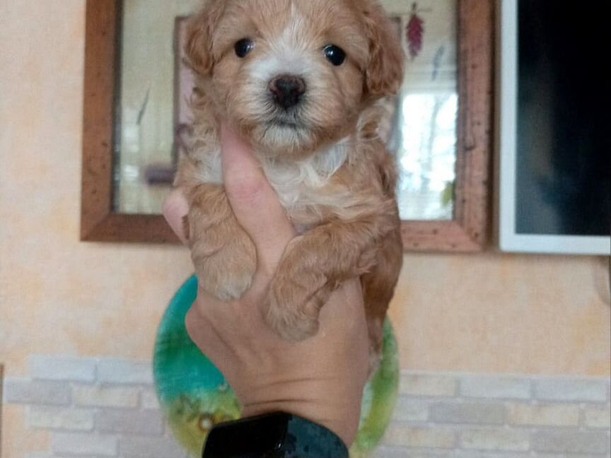 Мальтипу щенки