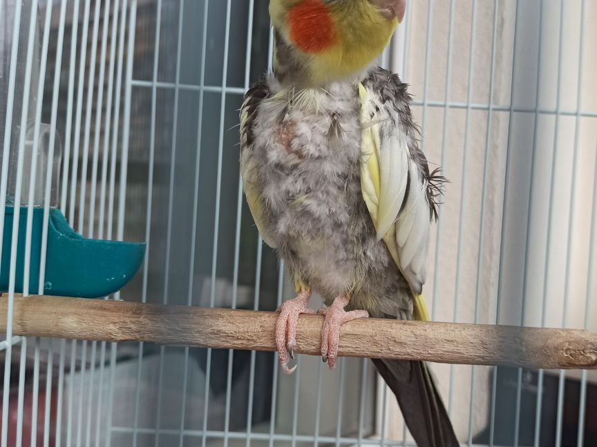 Попугай корелла с клеткой