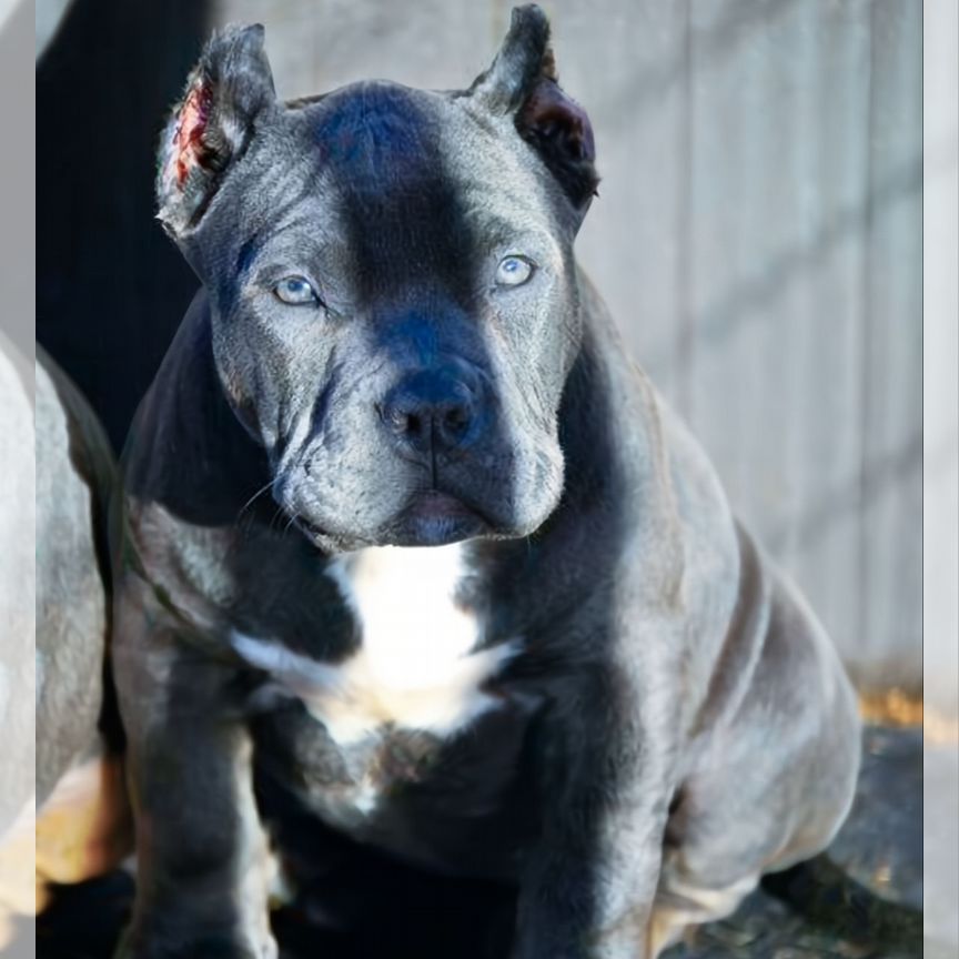 Американский булли, щенок