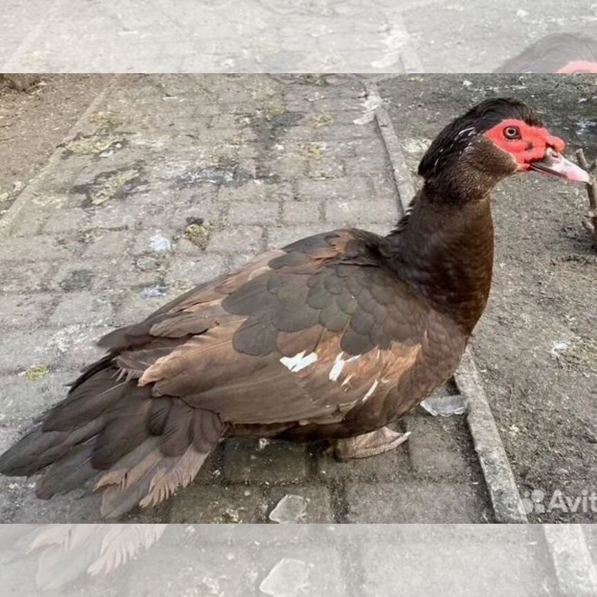 Индоутка мускусная утка