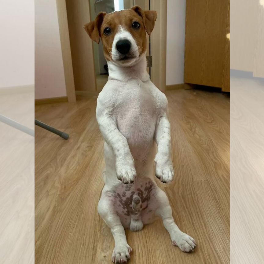 Джек-рассел-терьер, щенок