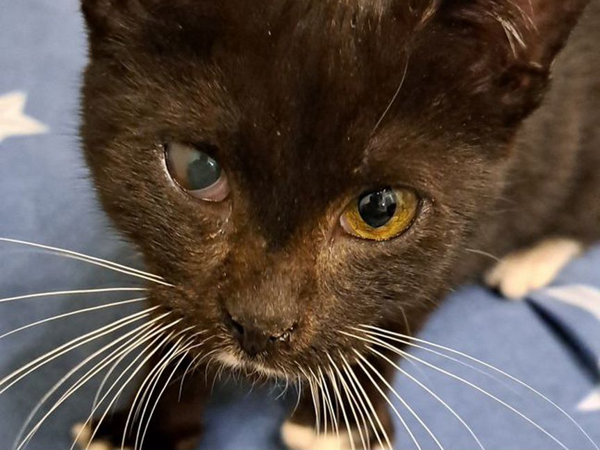 Котёнок мальчик 3-месячный. Он жил на деревьях